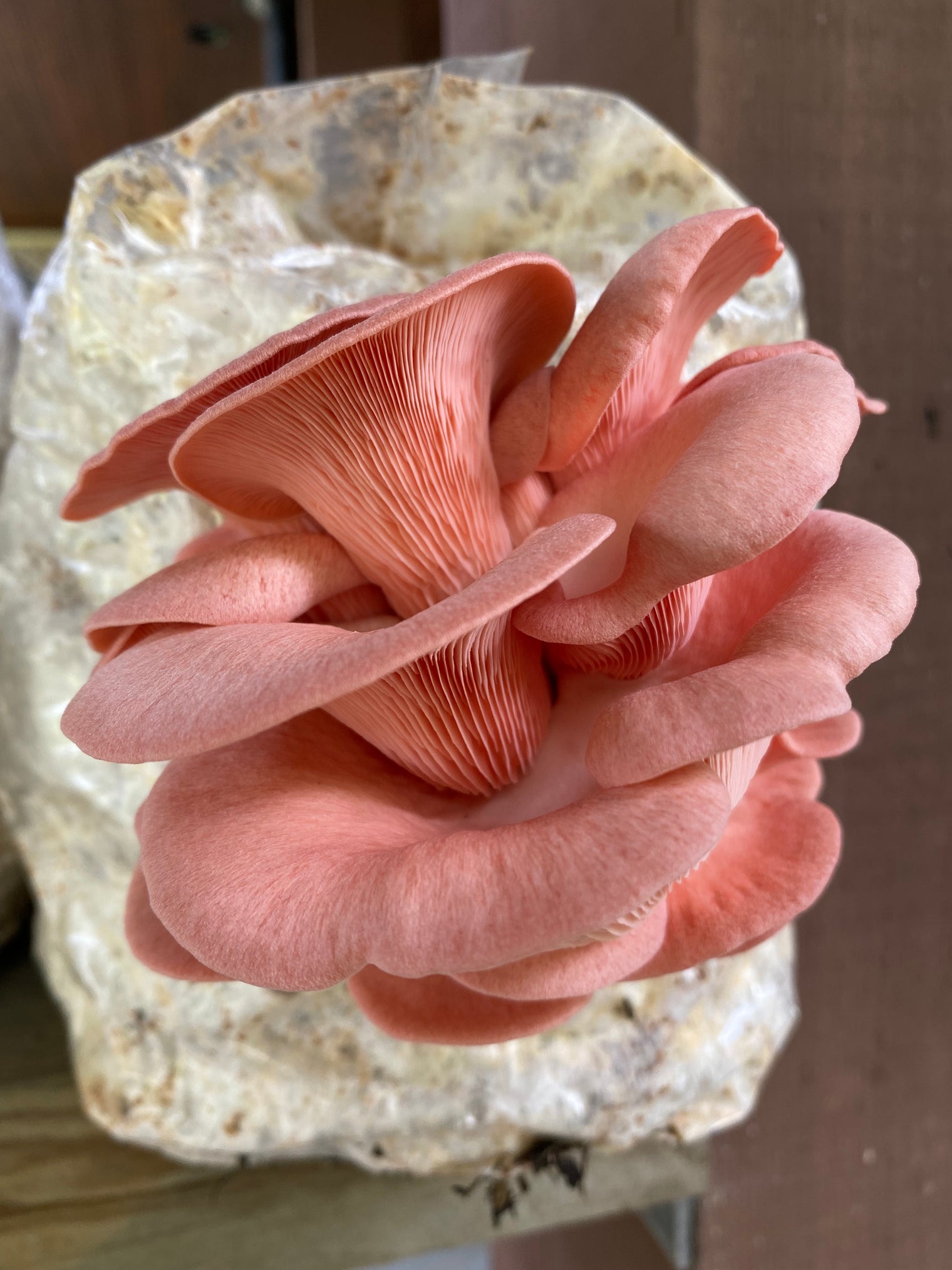Grow Your Own Kits Sisu Mushrooms grow-your-own-kits-sisu-mushrooms